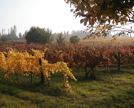 AZ. AGR. CAVAZZA ISOLANI S.S. | Enoteca Emilia Romagna